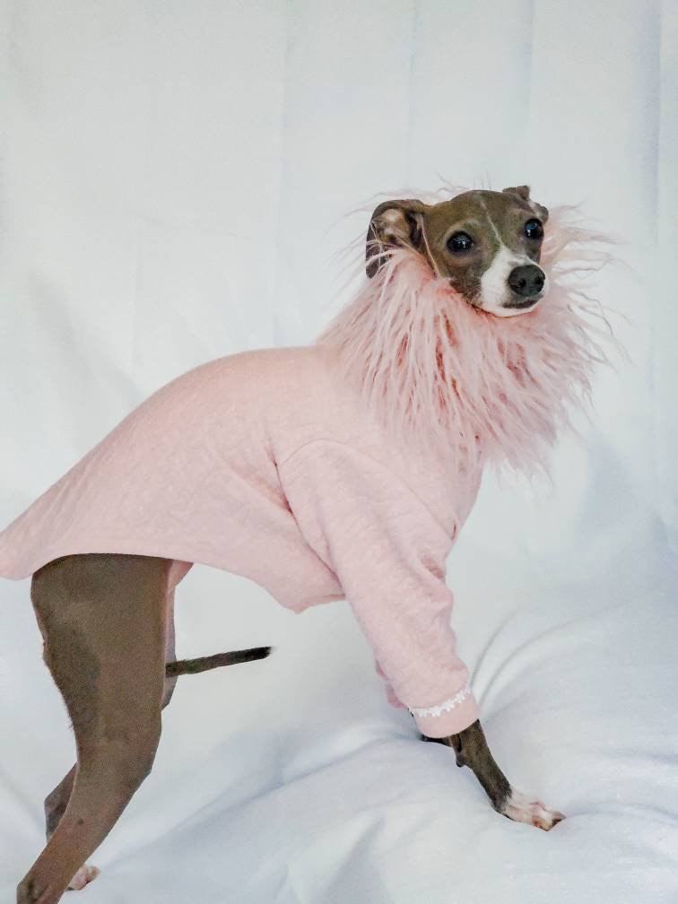Luxury Italian Greyhound Outfit | Etsy