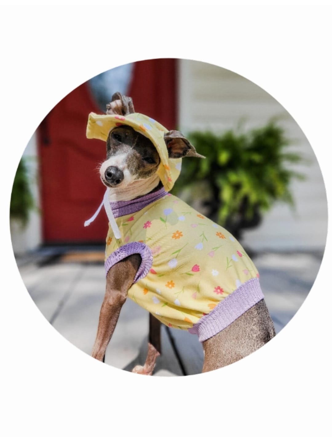 Italian Greyhound Sun Hats & Matching Tops - Etsy