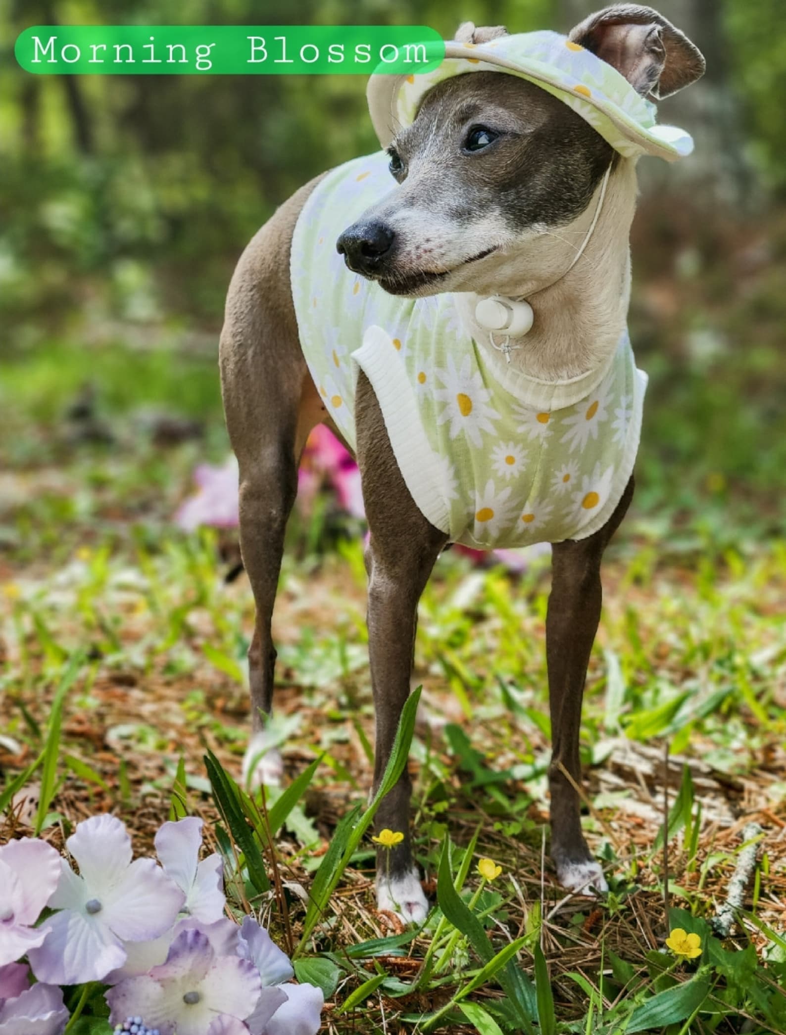 Italian Greyhound Sun Hats & Matching Tops - Etsy