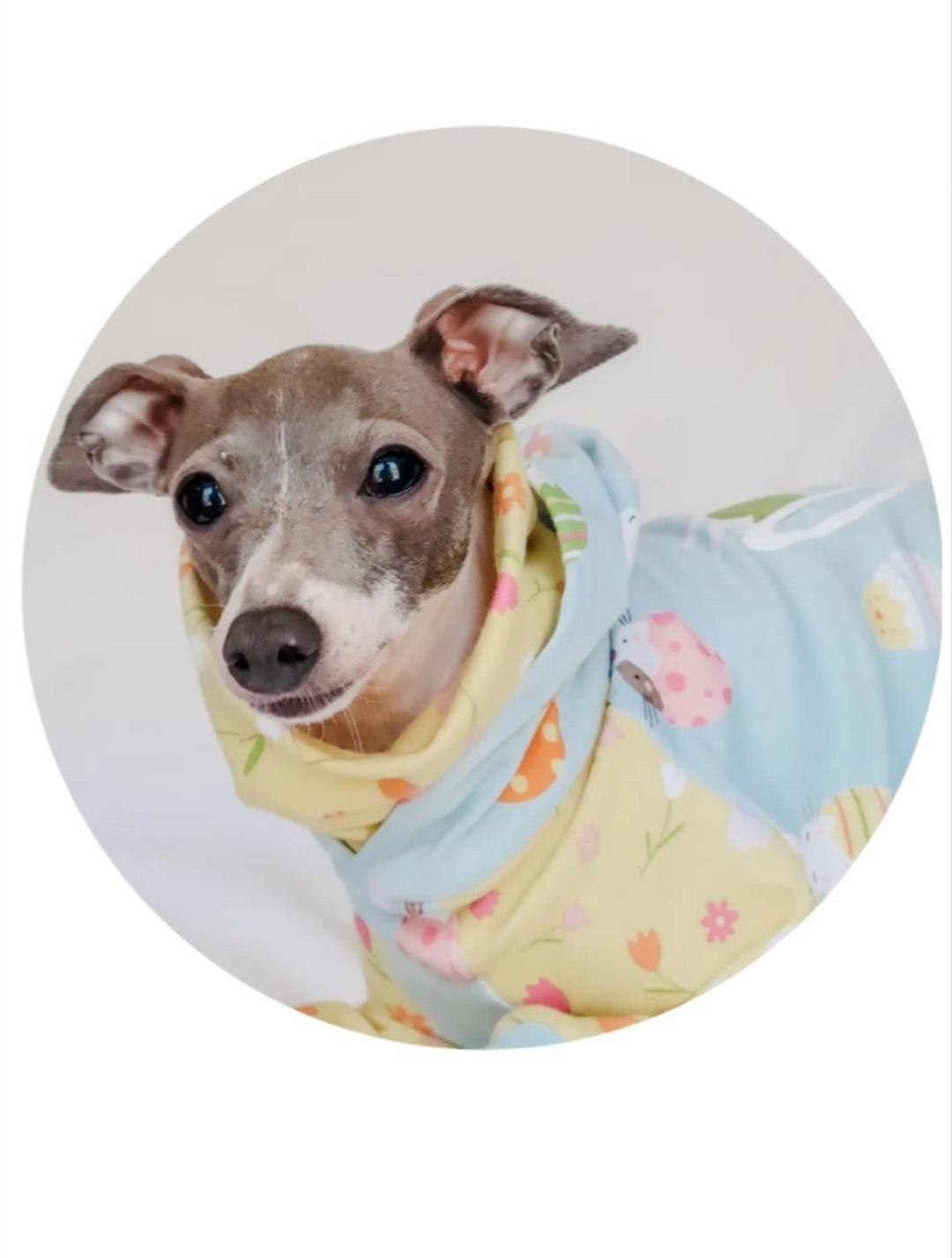 Italian Greyhound Spring Birthday/holiday Snoodies - Etsy