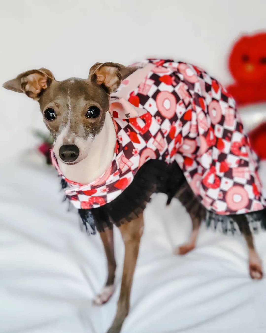 Custom Italian Greyhound Harness Dresses and Tops - Etsy