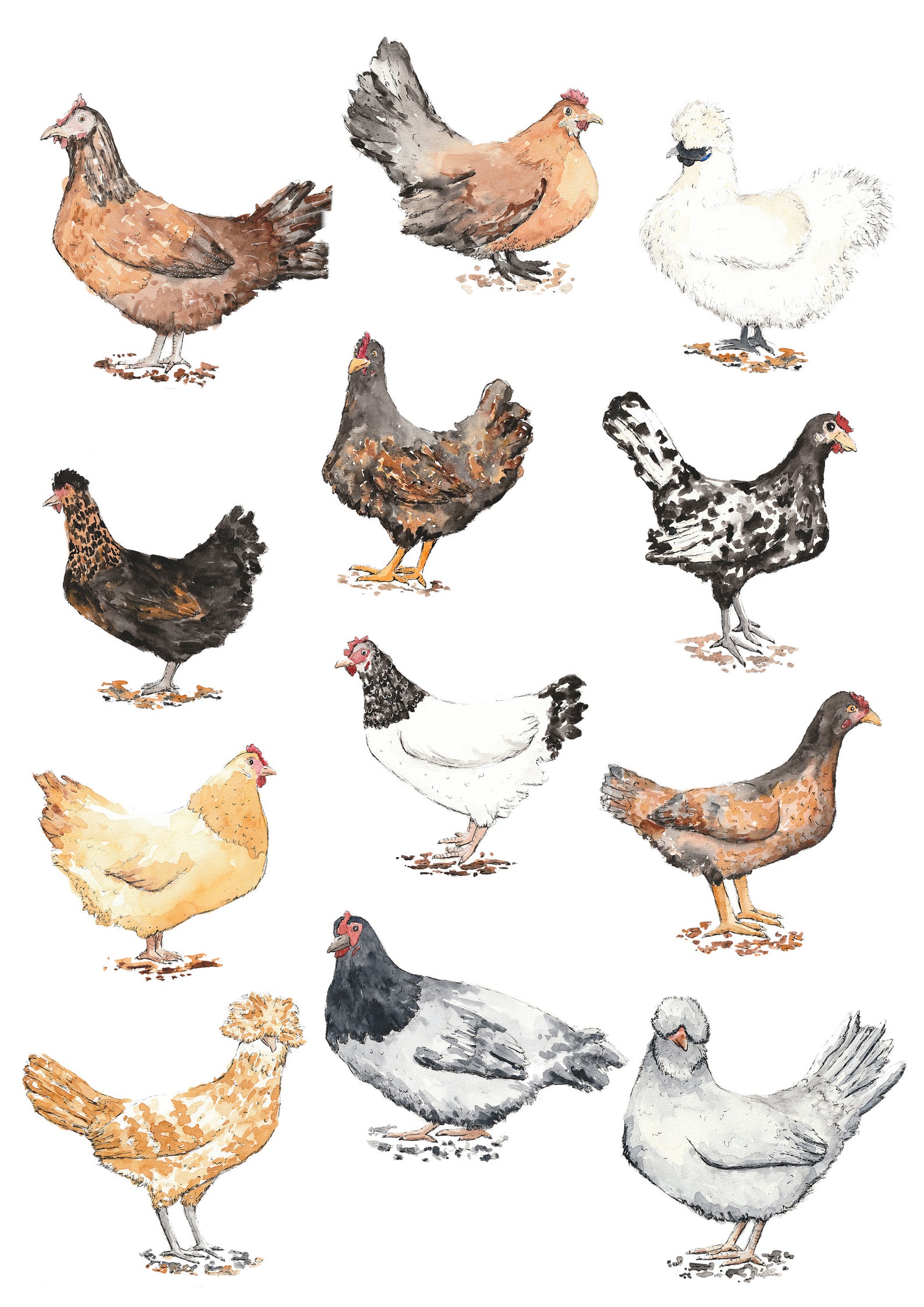 Happy Hens - 12 Unique Chicken Paintings - Farmyard Charm - Illustrated ...