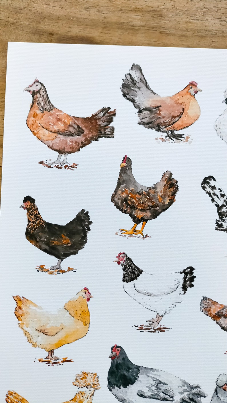 Happy Hens 12 Unique Chicken Paintings Farmyard Charm Illustrated ...