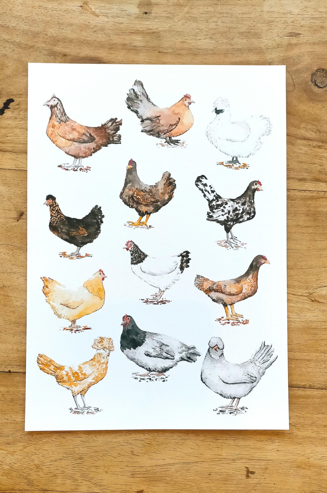Happy Hens - 12 Unique Chicken Paintings - Farmyard Charm - Illustrated ...