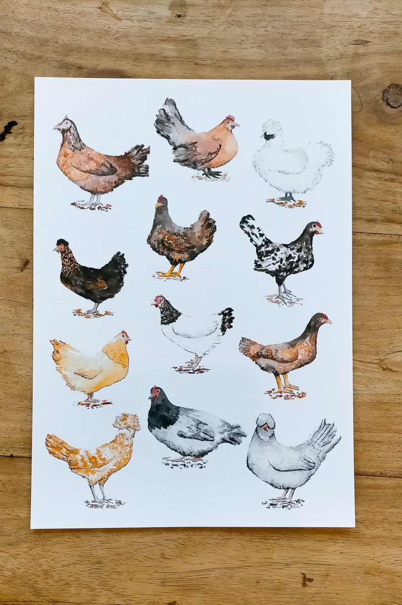 Happy Hens 12 Unique Chicken Paintings Farmyard Charm Illustrated ...