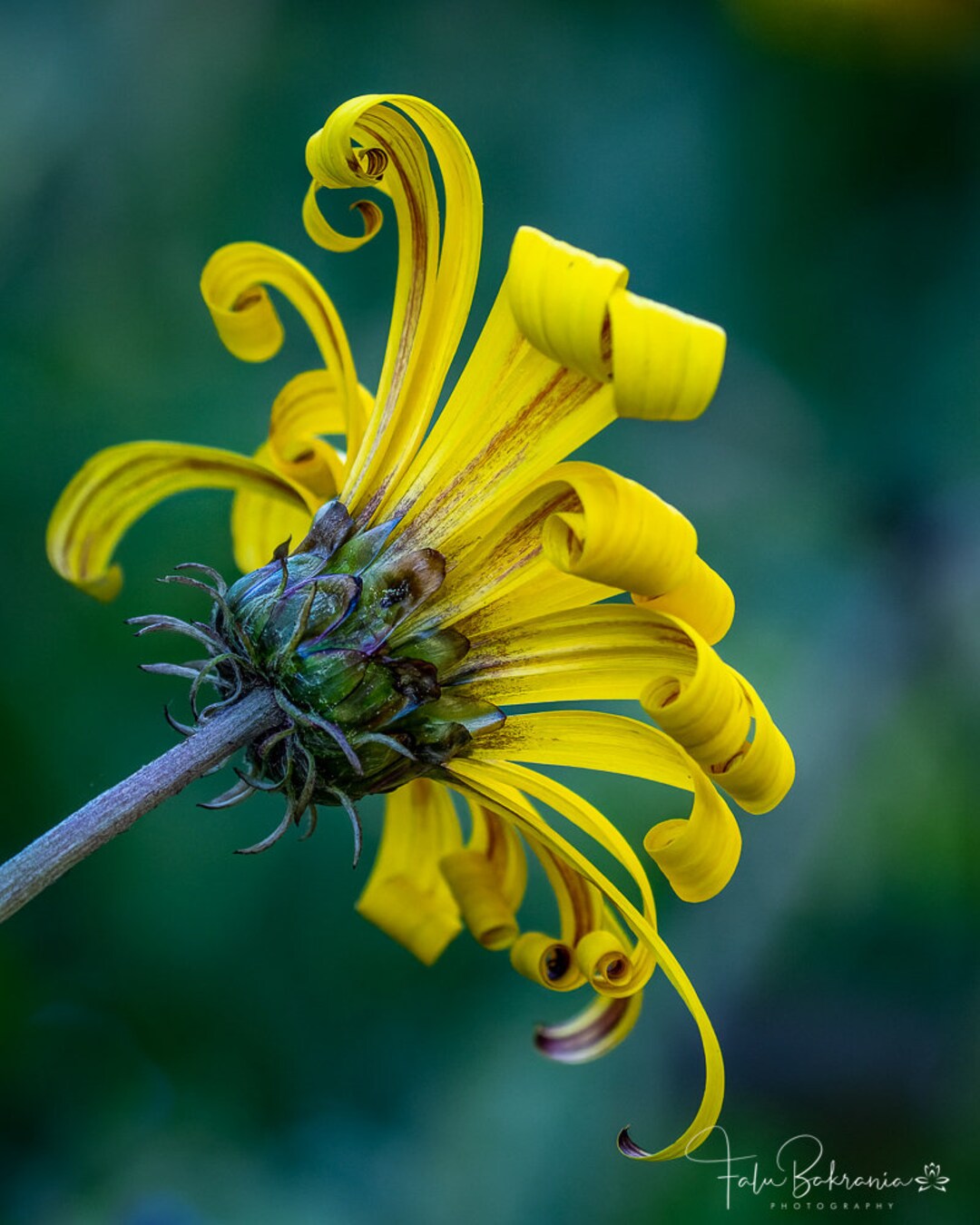 Flower Photograph: Fine Art Print, Yellow Daisy, Still Life, Home Decor ...
