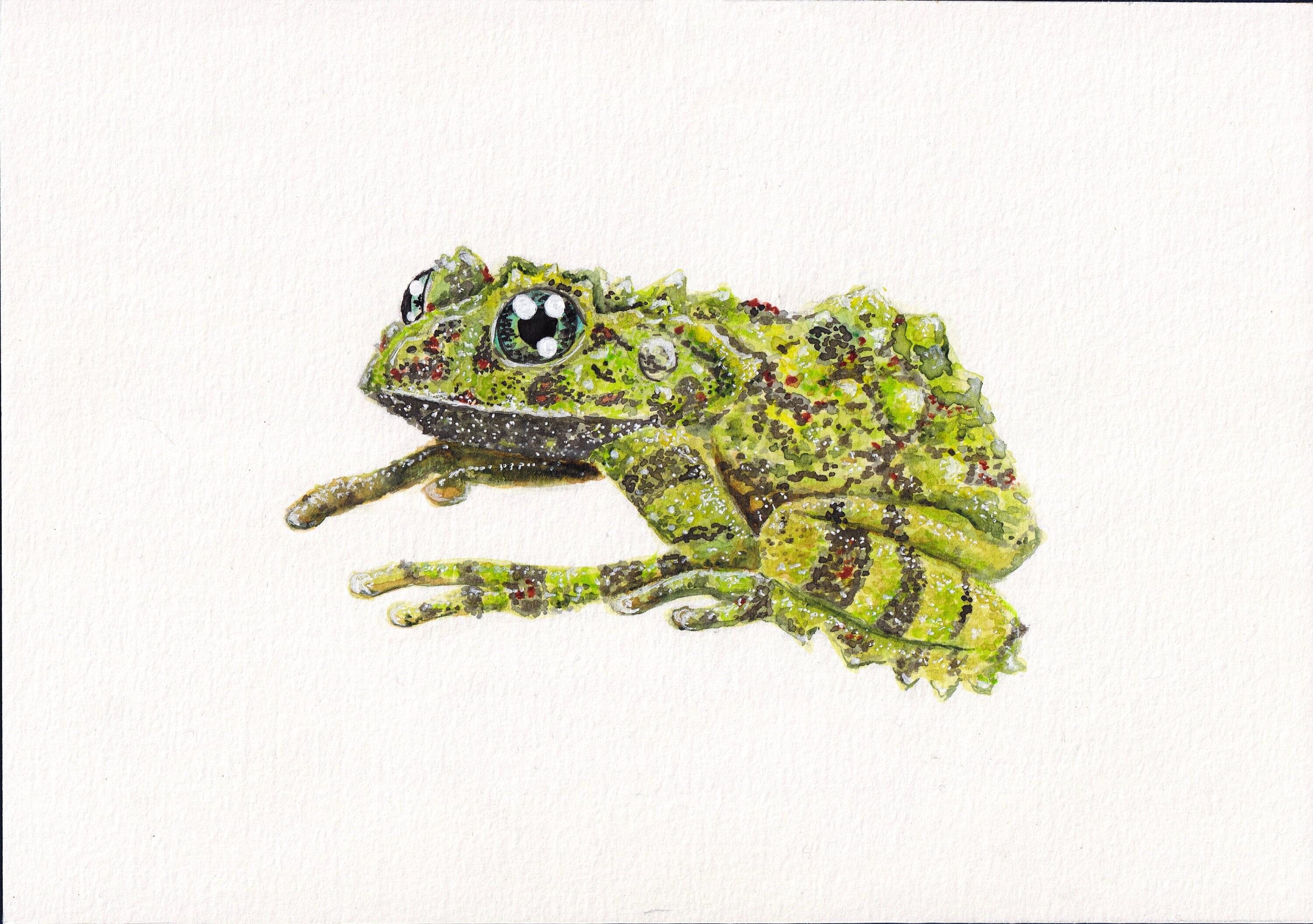 A5 Mossy Frog Print | Etsy