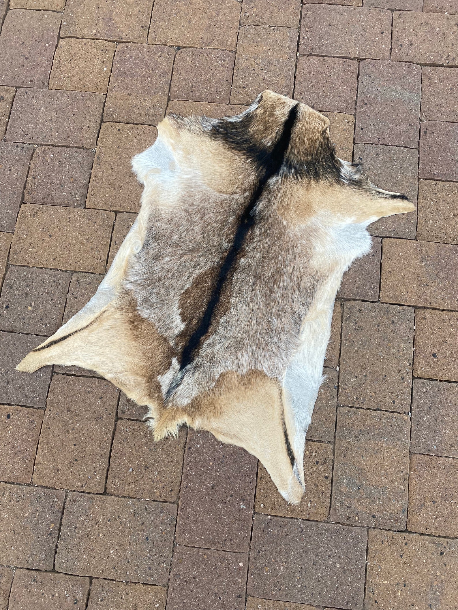 Mountain goat hide - luckydun