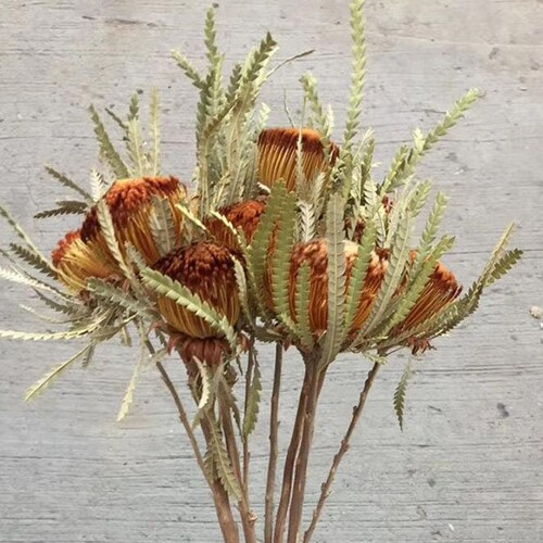 Dry Mini Protea Branches Natural Protea dried Flowers - Etsy