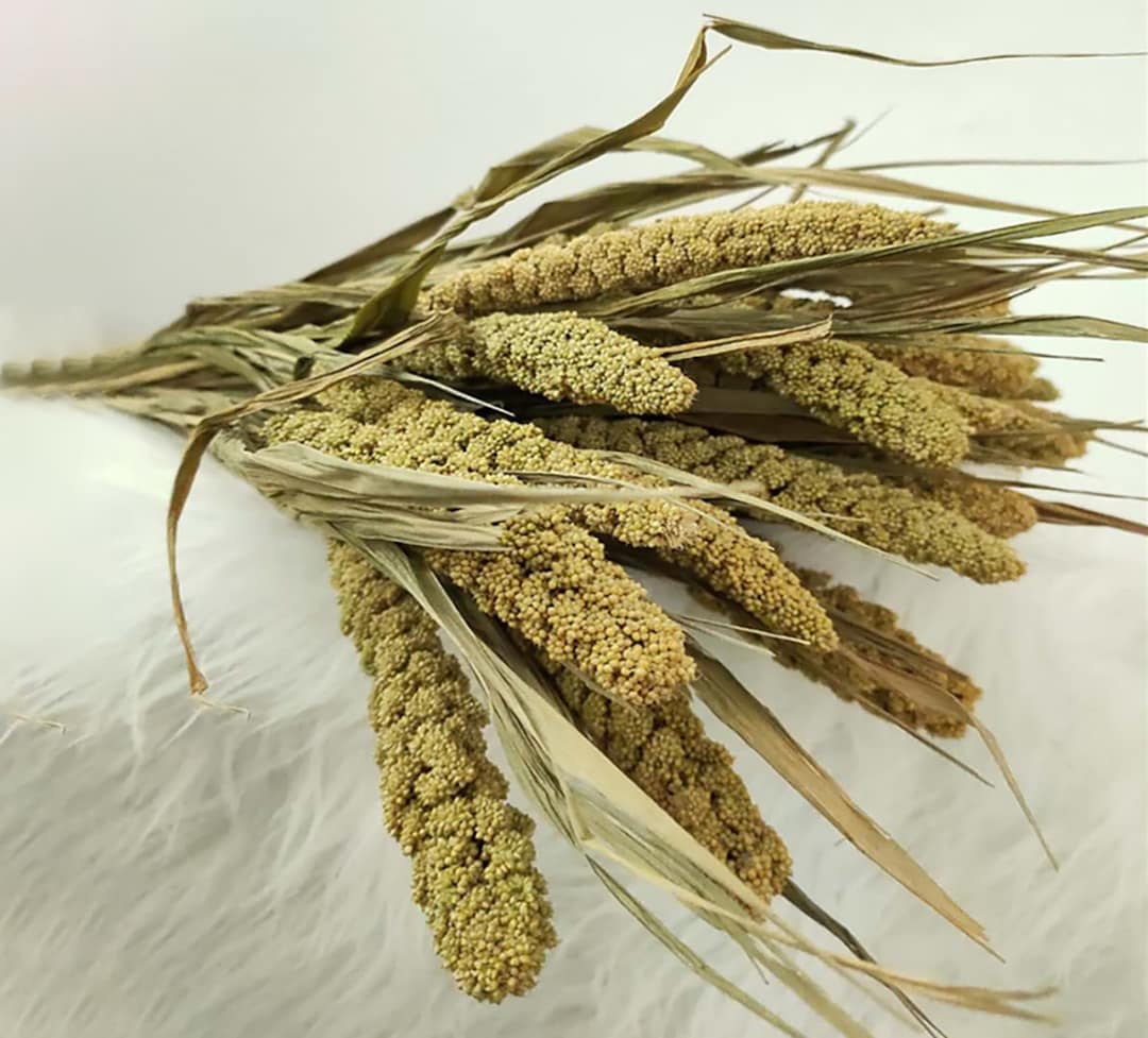 Dry Millet Bunch，10 Stems，natural Millet Branches，millet Grain，flowers ...