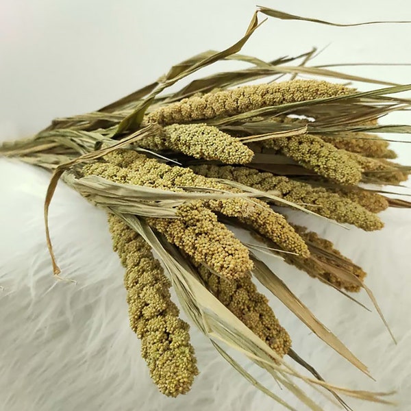Millet - Etsy