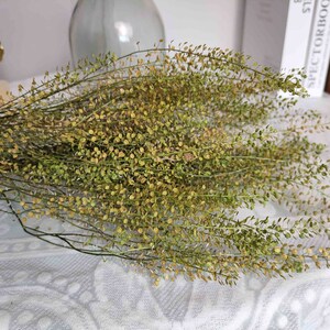 Dried Mini Lepidium Bunchnatural Thlaspi Bouquetdried Flowers ...