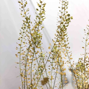Dried Mini Lepidium Bunchnatural Thlaspi Bouquetdried Flowers ...