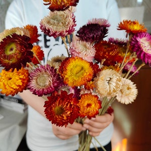 10\25PCS Handmade Strawflower , Mixcolor Chrysanthemum Bunch，dry ...