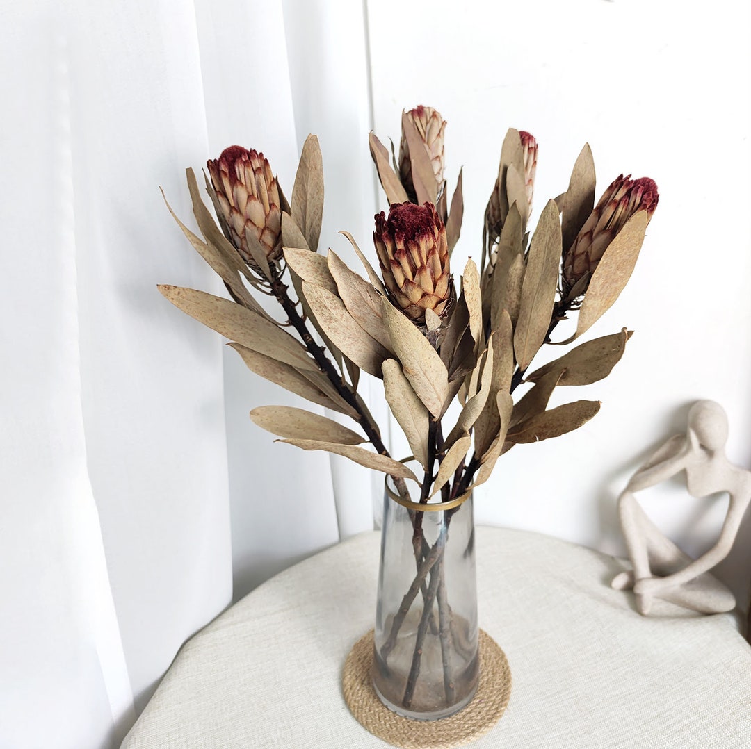 1/2/5 Dried Robin Protea Princess Flower，natural Protea Flower，dried ...