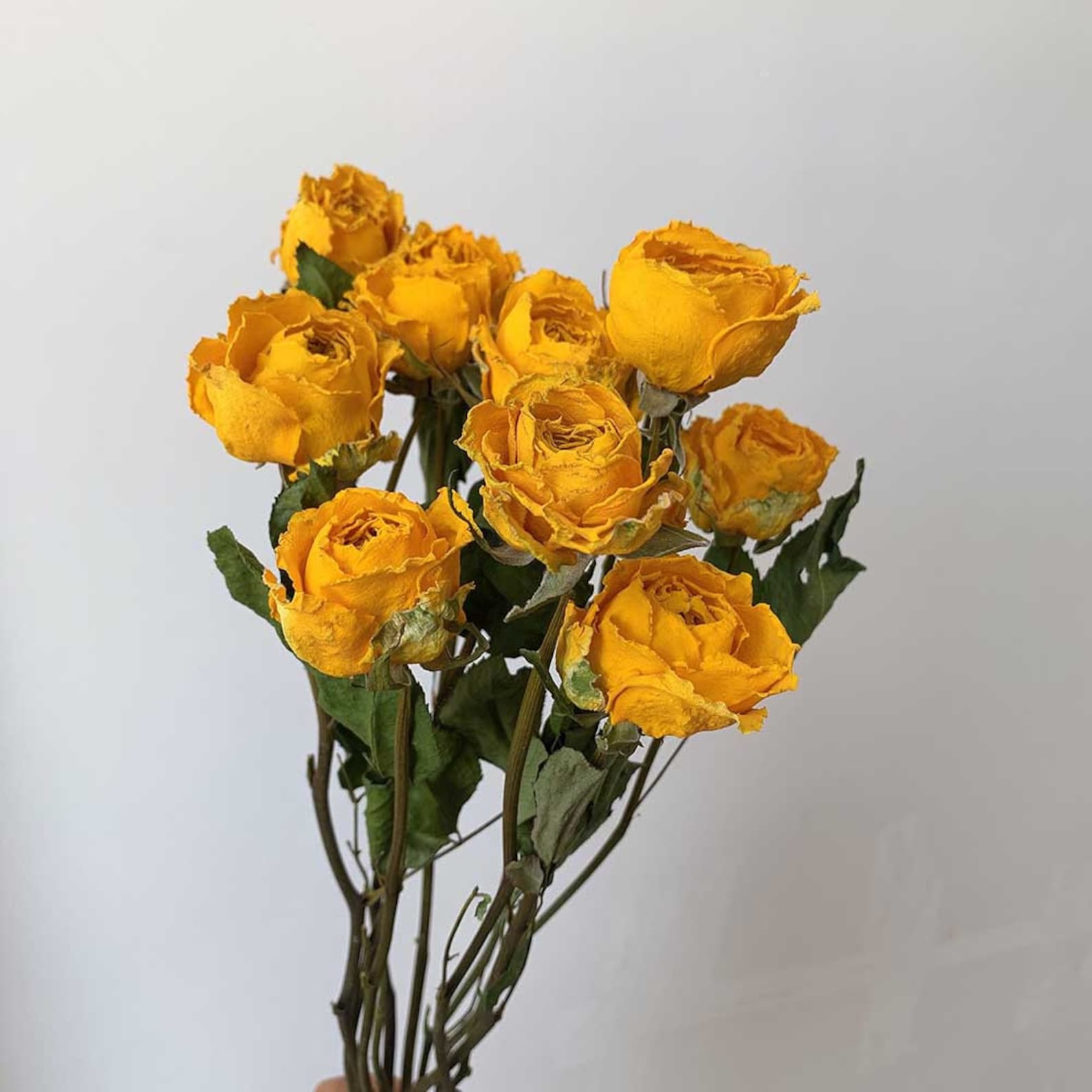 3 Type Dried Rose Bunchnatural Rose Flowers With Stemsdried - Etsy