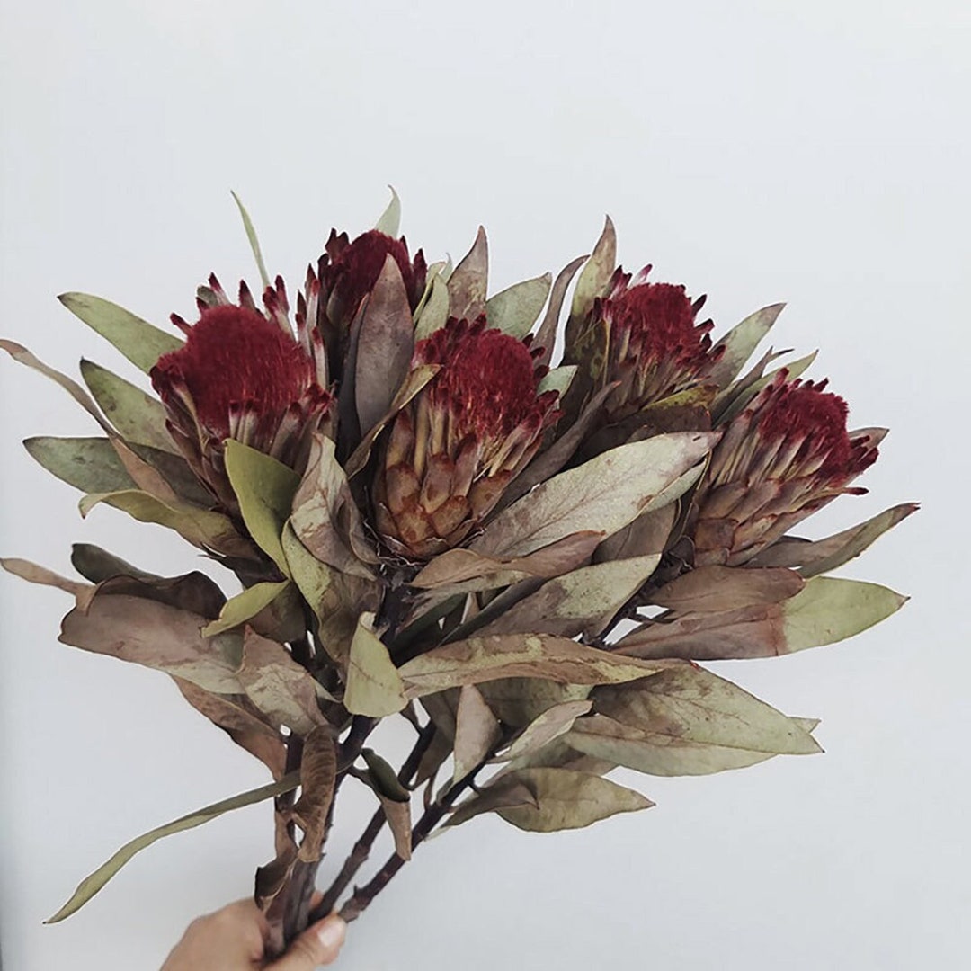 Natural Robin Protea Flowerdried Protea Branchesdried Flower ...