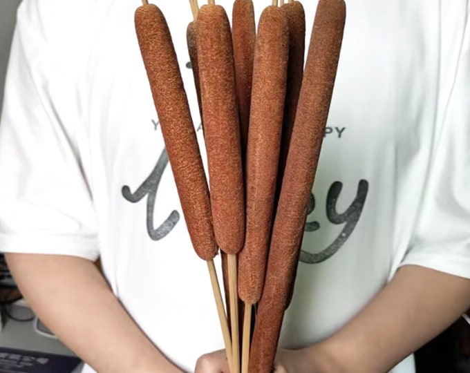 CATTAIL VARIEGATED (TYPHA Lotifolia Var ) Plant for Pond | Free ...