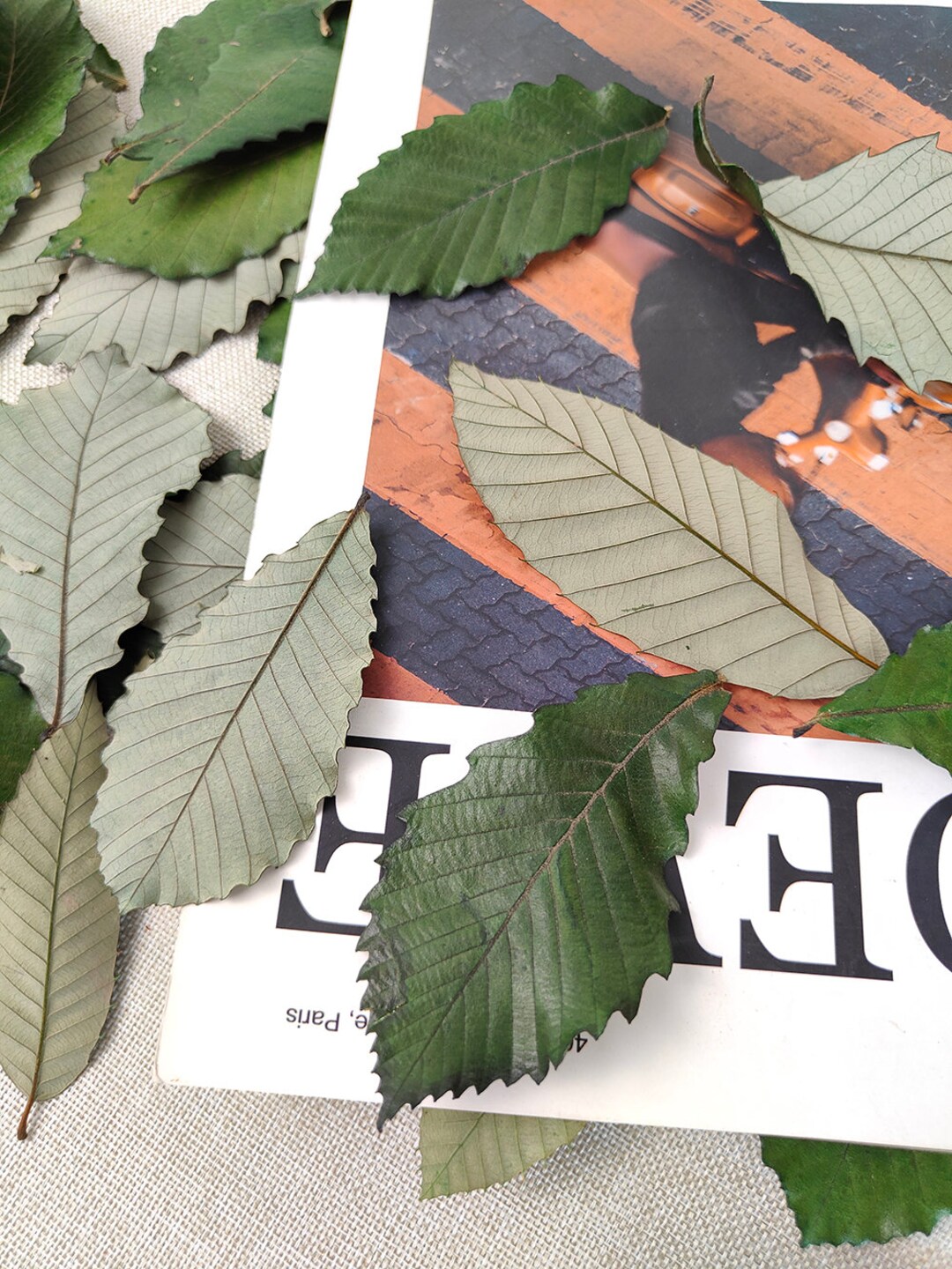 Preserved Sweet Chestnut Leaves, Natural Castanea Leaf ,DIY Craft ...