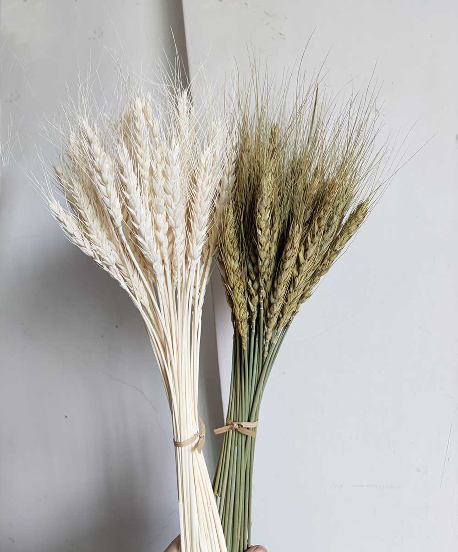 50 Stems Dried Wheat Grass Bundlenatural Wheat Bouquetwhite - Etsy