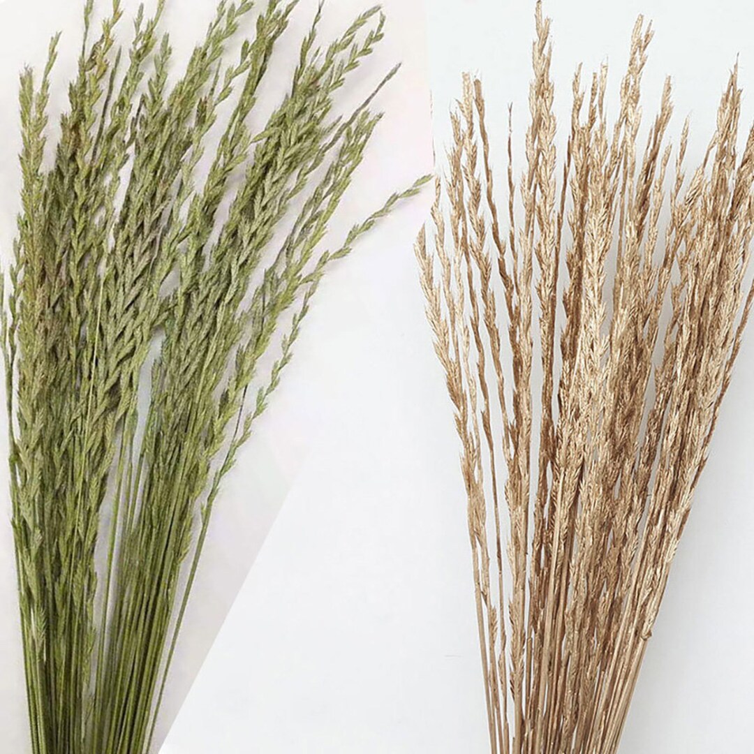 3 Color Dry Grass Bunch50 Sticks Dry Grass Bouquetwhite - Etsy