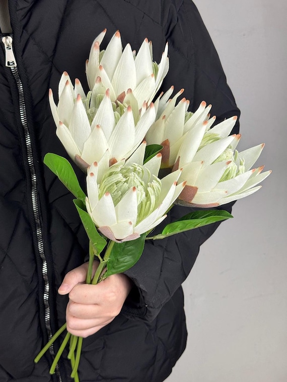 White King Protea Plant