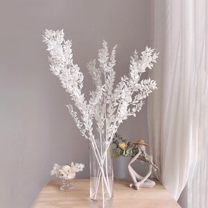 Preserved Ruscus Bunch 5 Sticksdried Italian Ruscus - Etsy