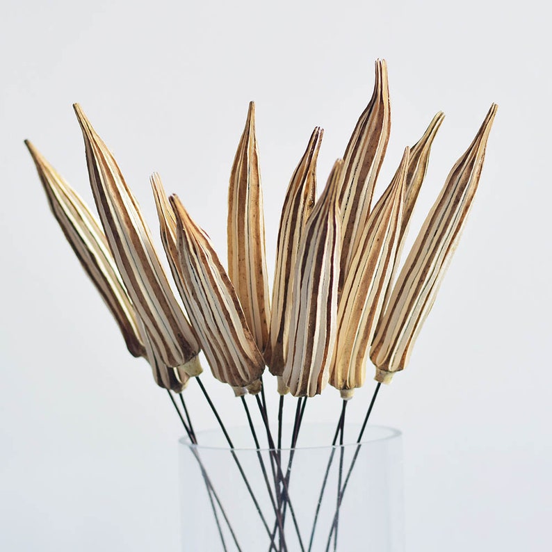 10 Stems Dried Okra Natural Okra Podsnatural Flower Etsy