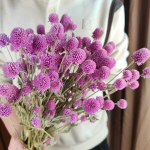Fuchsia Globe Amaranth Flower Bunch，dry Gomphrena Bouquet，vase Filling ...
