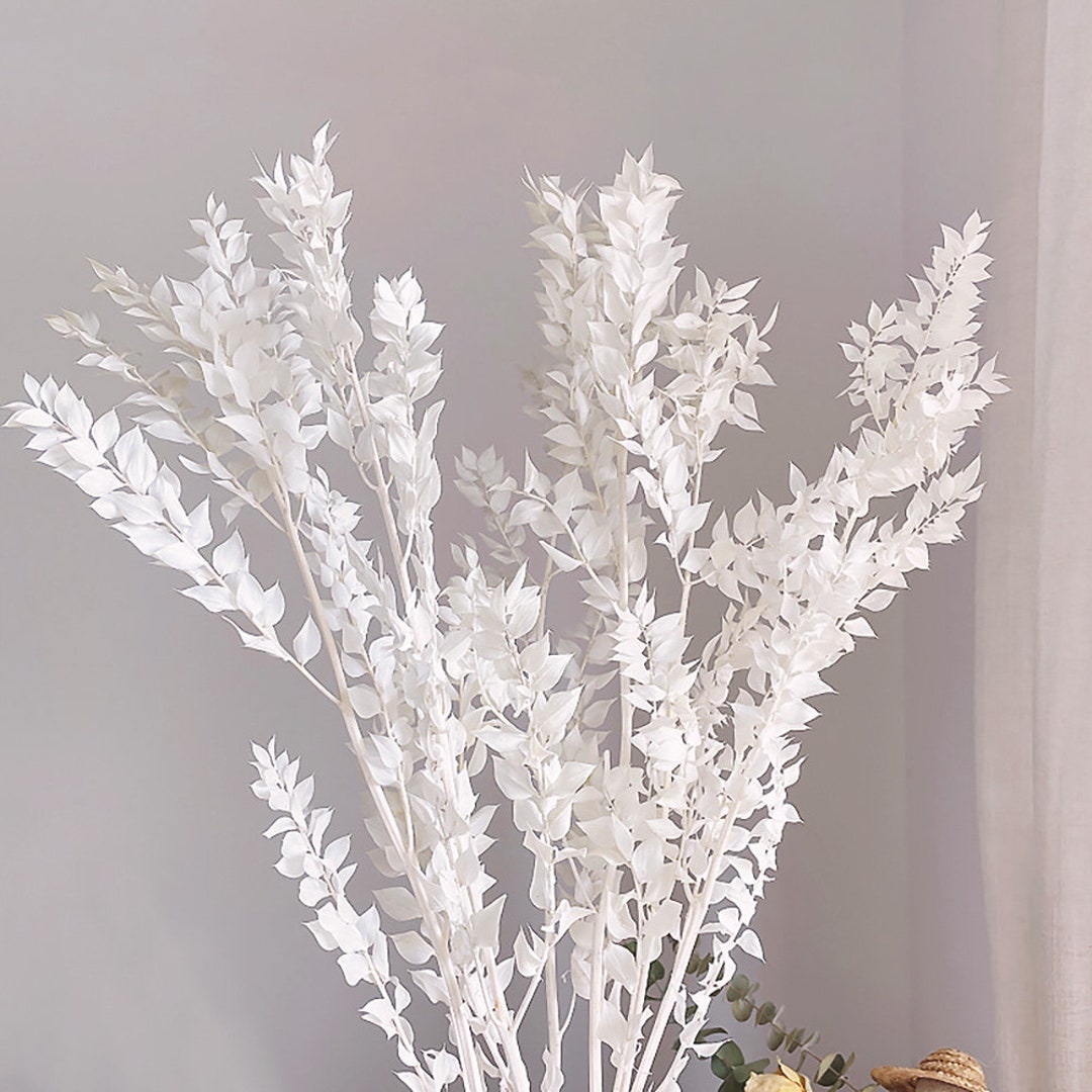 Preserved Ruscus Bunch 5 Sticksdried Italian Ruscus - Etsy