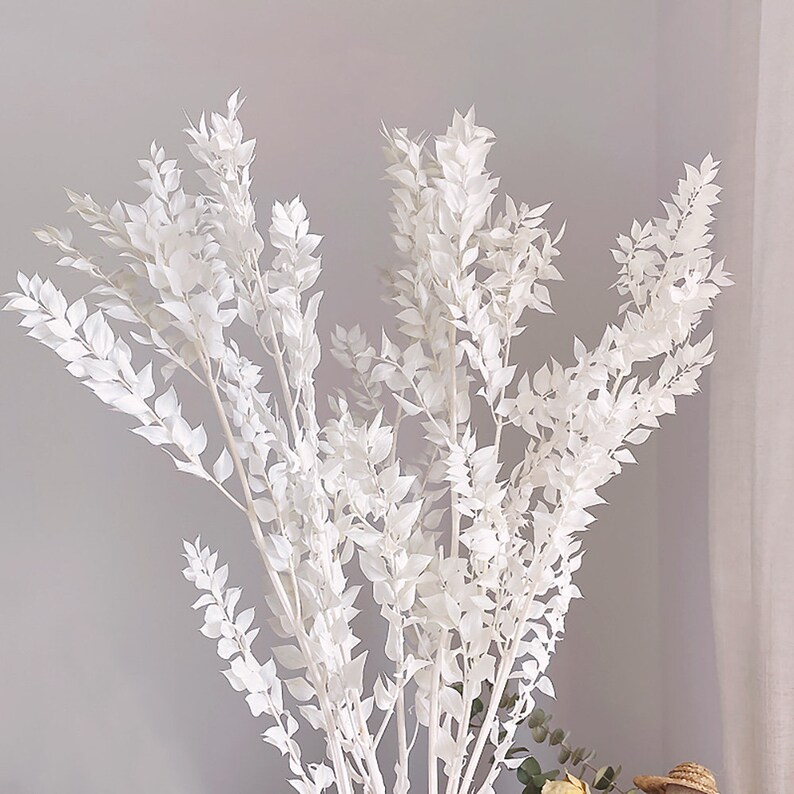 Preserved Ruscus Bunch 5 Sticksdried Italian Ruscus - Etsy