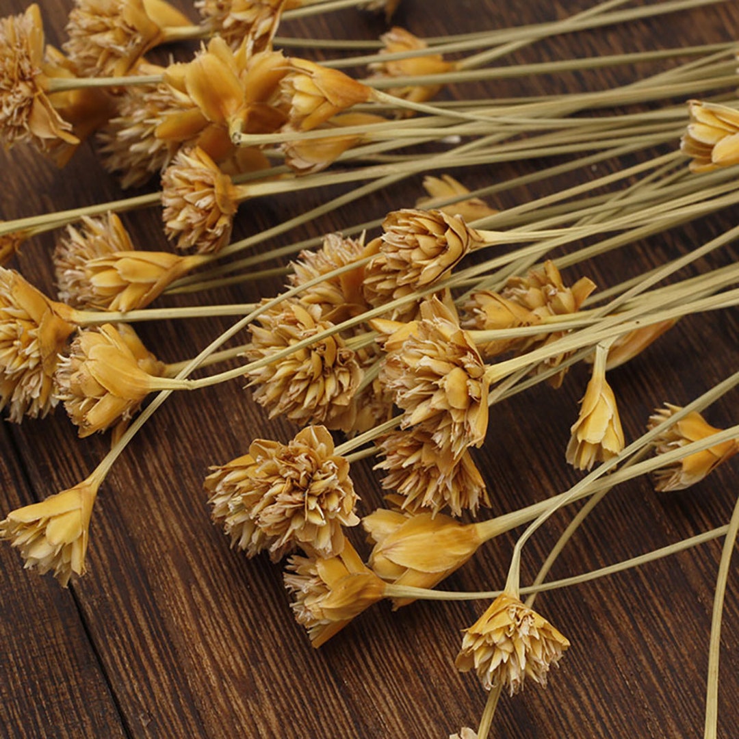 30 Sticks Natural Dried Flowermini Dried Flowersdry Flowers ...