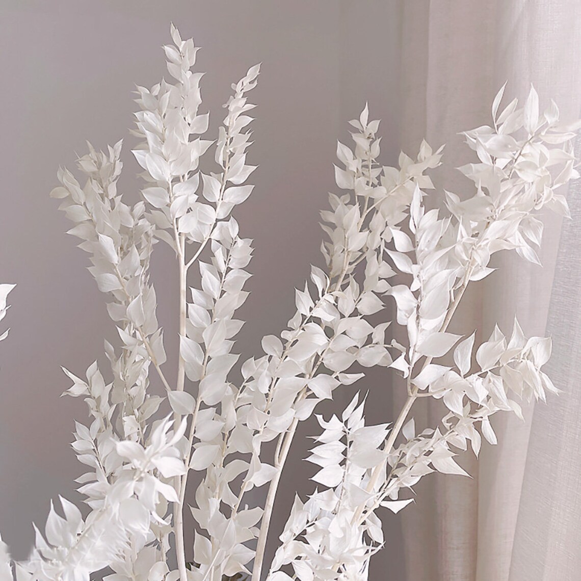 Preserved Ruscus Bunch 5 Sticksdried Italian Ruscus - Etsy