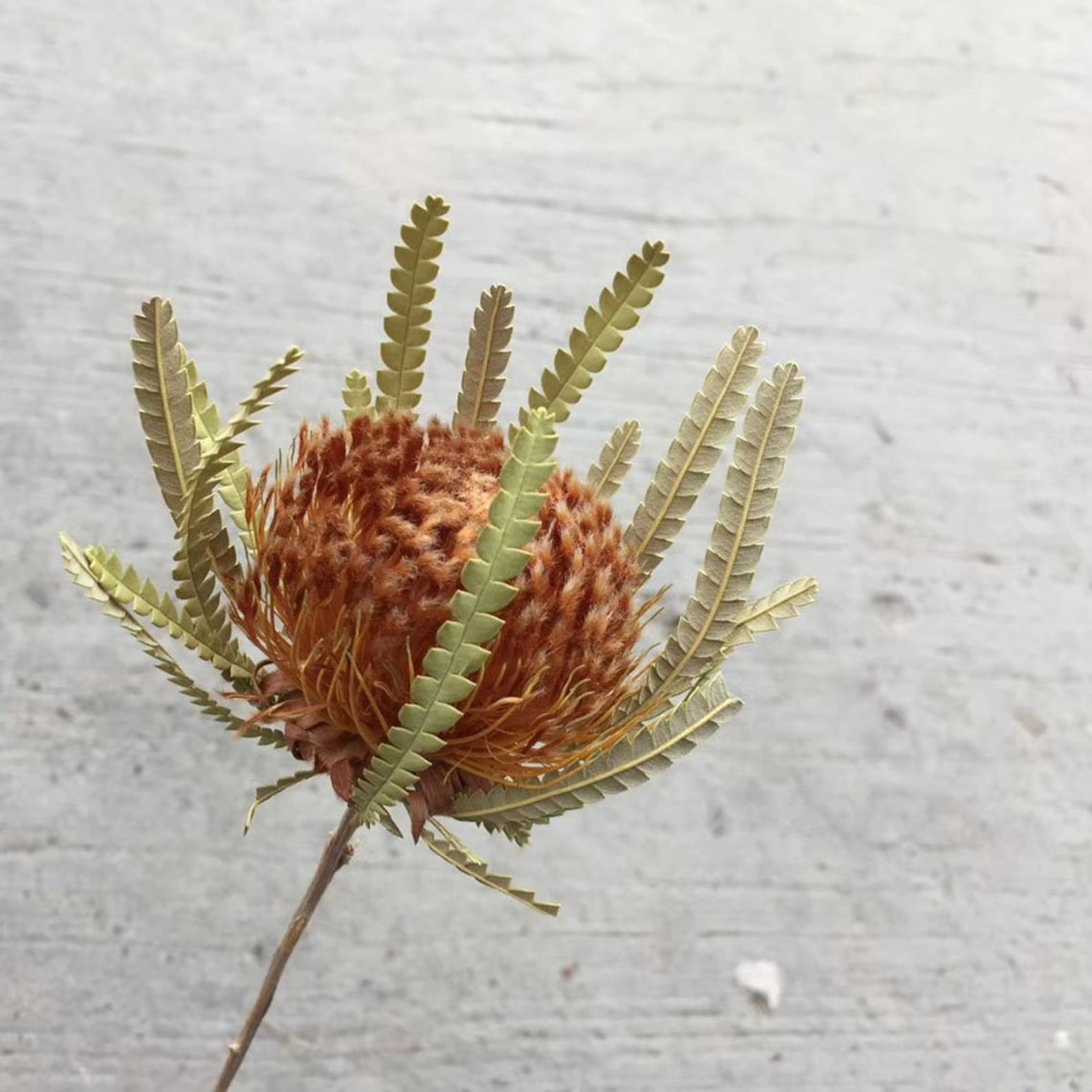 Dry Mini Protea Branches Natural Protea dried Flowers - Etsy