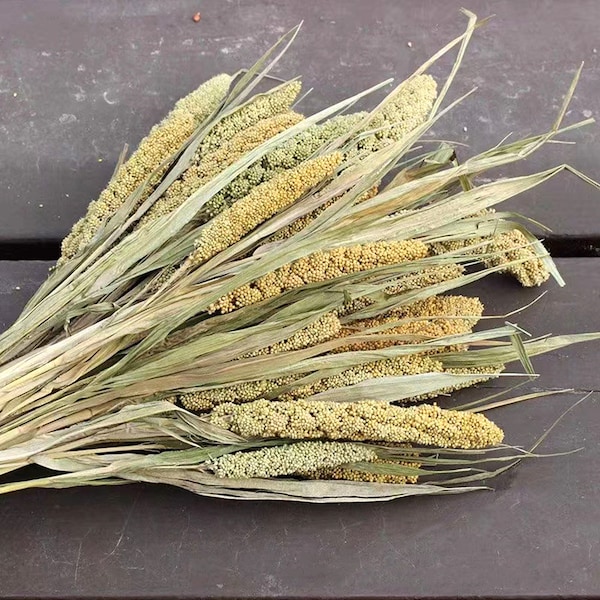 Millet Bunch - Etsy
