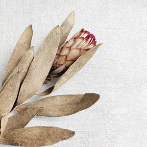 1/2/5 Dried Robin Protea Princess Flower，natural Protea Flower，dried ...