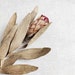 1/2/5 Dried Robin Protea Princess Flower，natural Protea Flower，dried ...