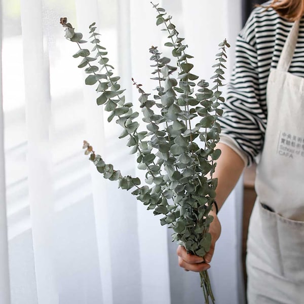 Dried Eucalyptus - Etsy