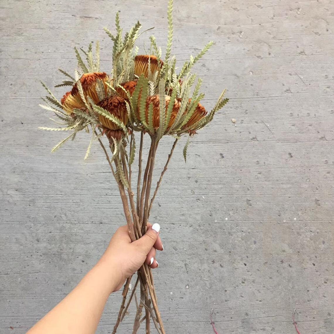 Dry mini protea branches natural protea dried flowers | Etsy