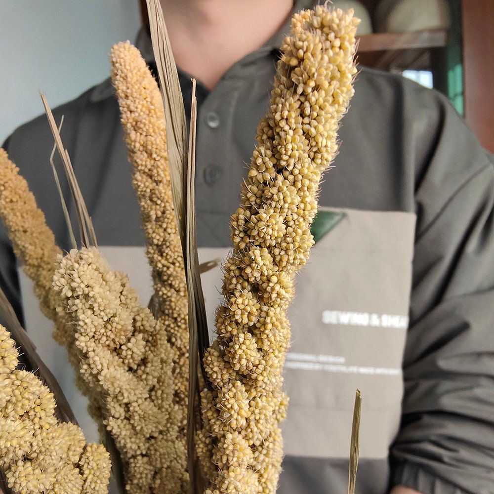 10 Stems Natural Millet Branches，millet Grain，flowers Arrangement，diy ...