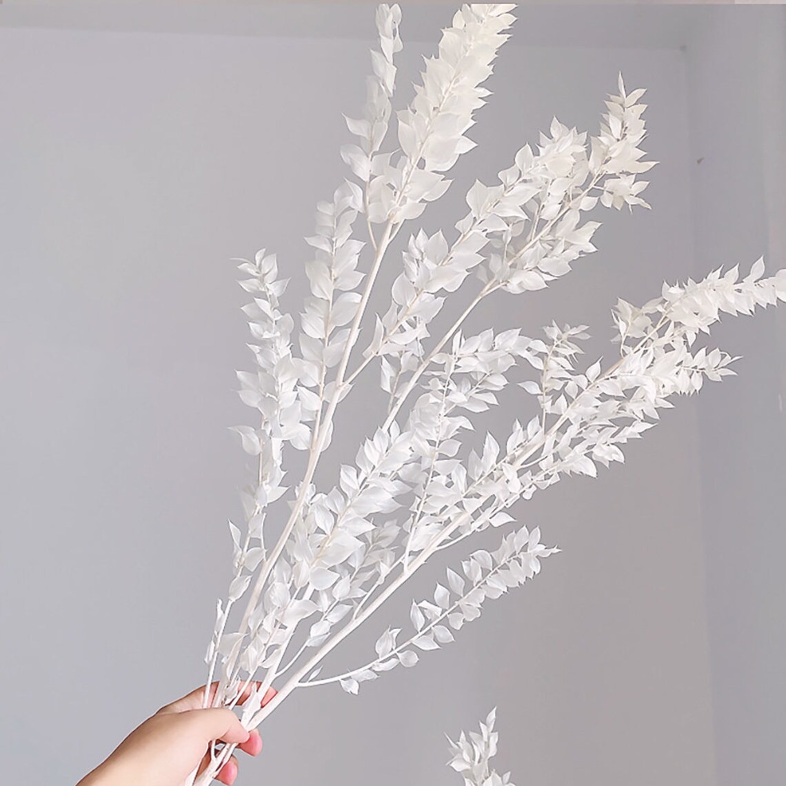 Preserved Ruscus Bunch 5 Sticksdried Italian Ruscus - Etsy