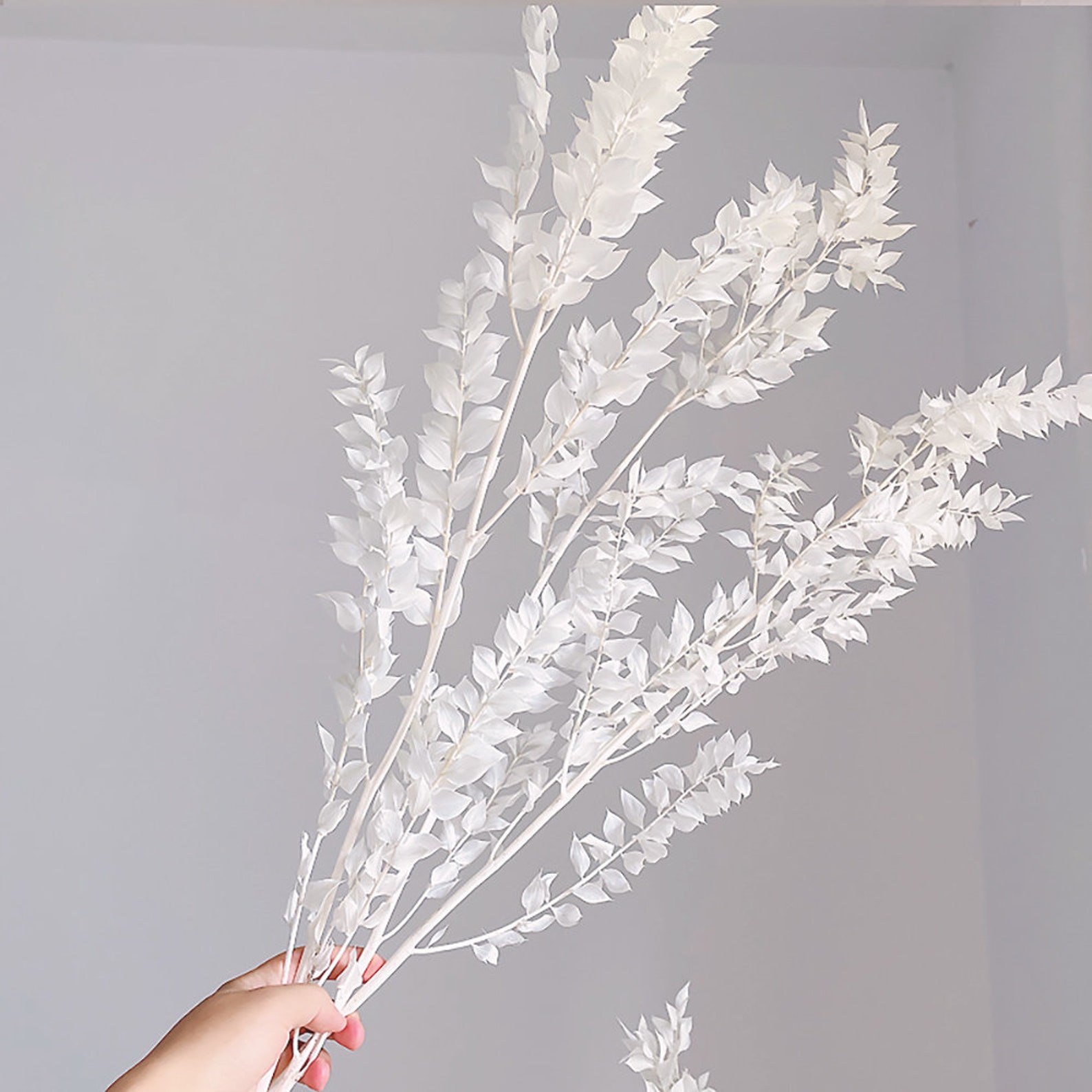 Preserved Ruscus Bunch 5 Sticksdried Italian Ruscus - Etsy