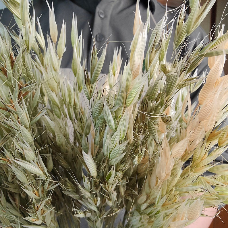 Natural Oat Grass Bunch，dried Oat Grass Bundle，50 Sticks Dried Flower ...