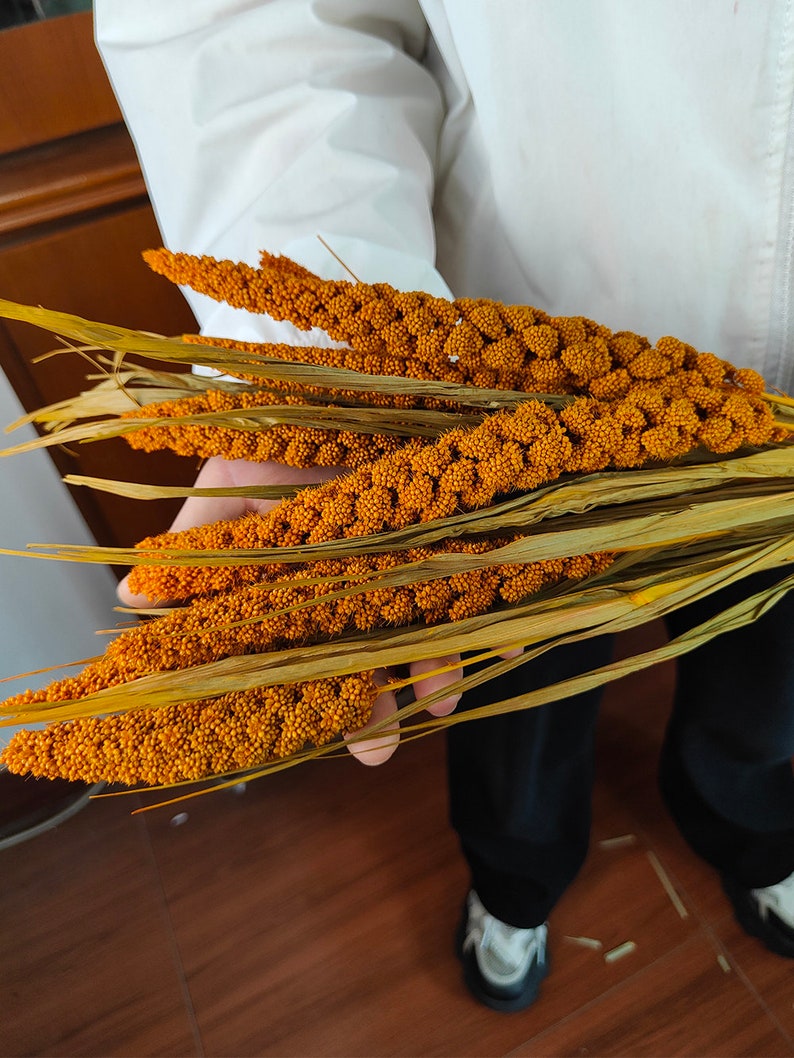 10pcs Dry Grain Ears Grass，natural Retro Millet Stem，vase Filling ，dry ...