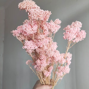 Preserved Pink Rice Flower Bunch，dried Flower Arrangement，vase Filler ...