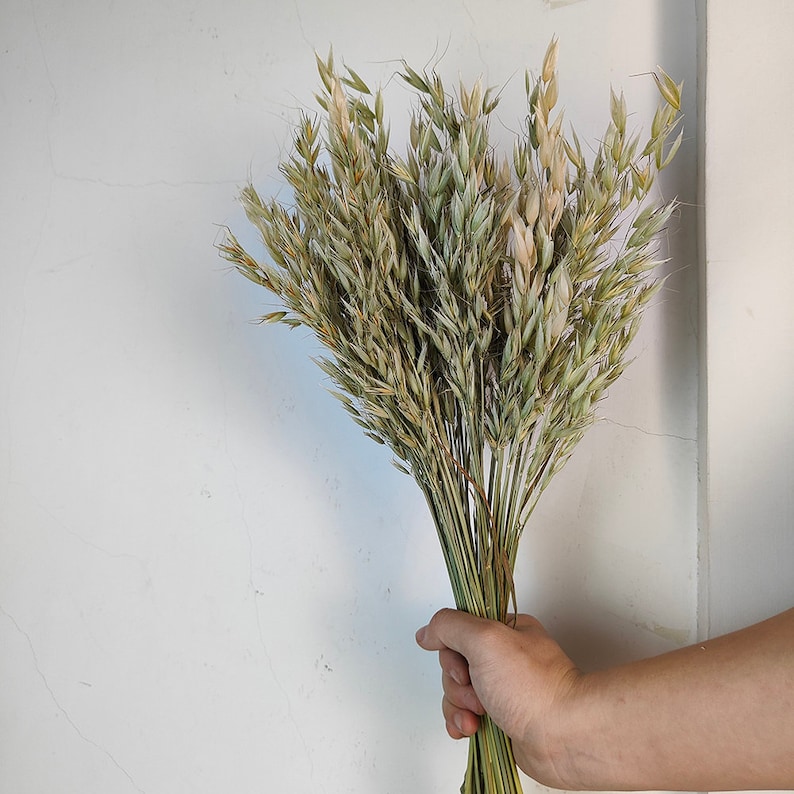 Natural Oat Grass Bunch，dried Oat Grass Bundle，50 Sticks Dried Flower ...