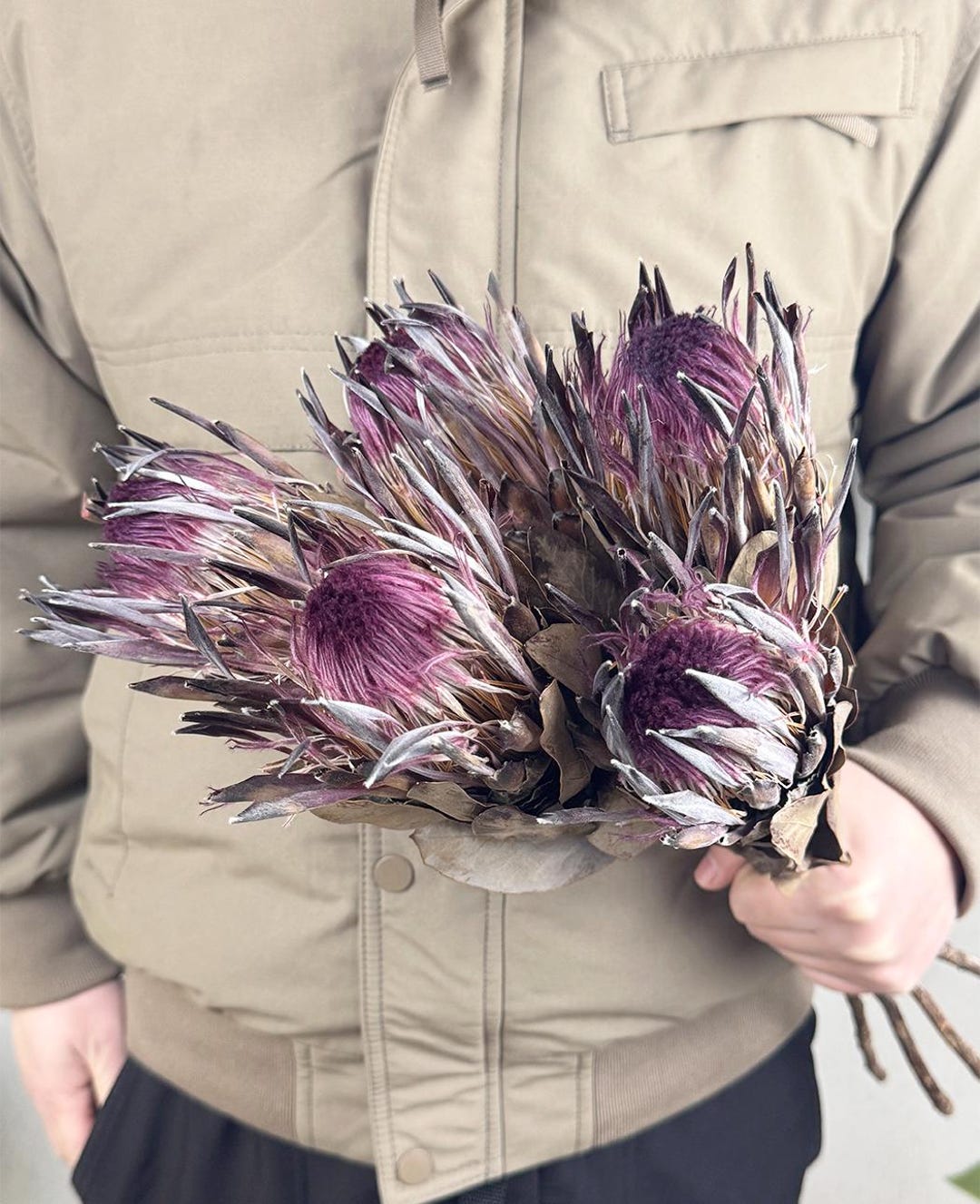Natural Protea King Stems,dried Purple Protea Flower,dried Flower ...