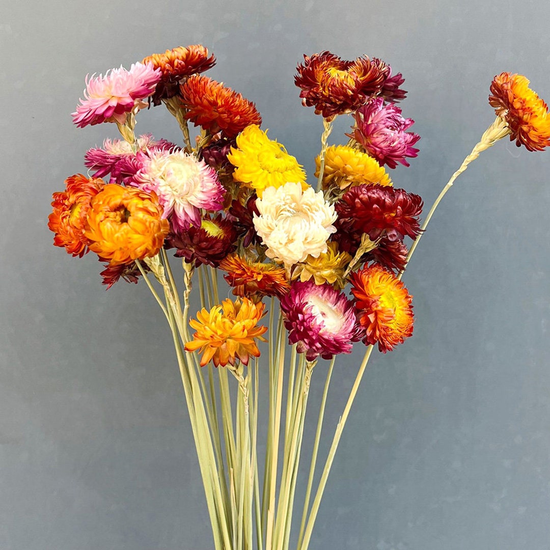 Dried Yellow/purple Strawflowers Bunchhandmade Chrysanthemum ...