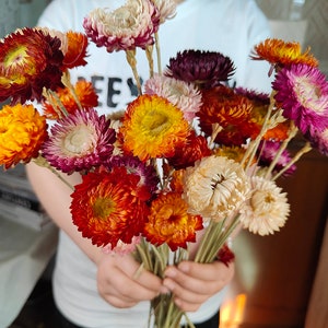 10\25PCS Handmade Strawflower , Mixcolor Chrysanthemum Bunch，dry ...