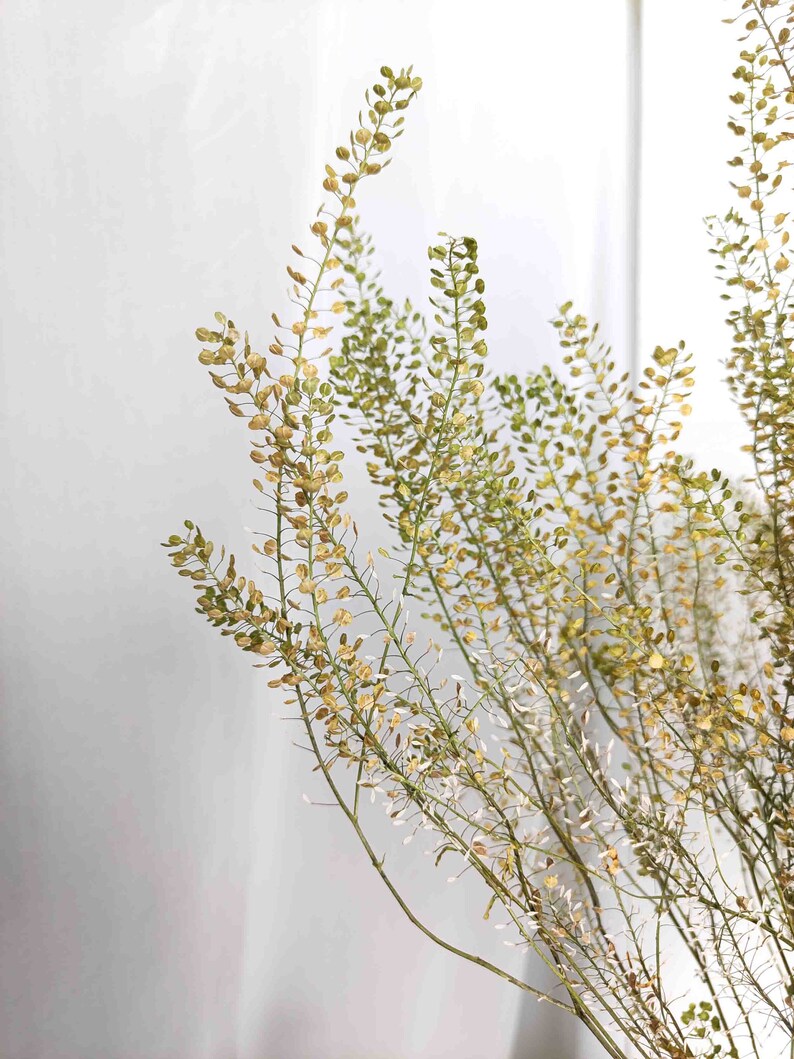 Dried Mini Lepidium Bunchnatural Thlaspi Bouquetdried - Etsy